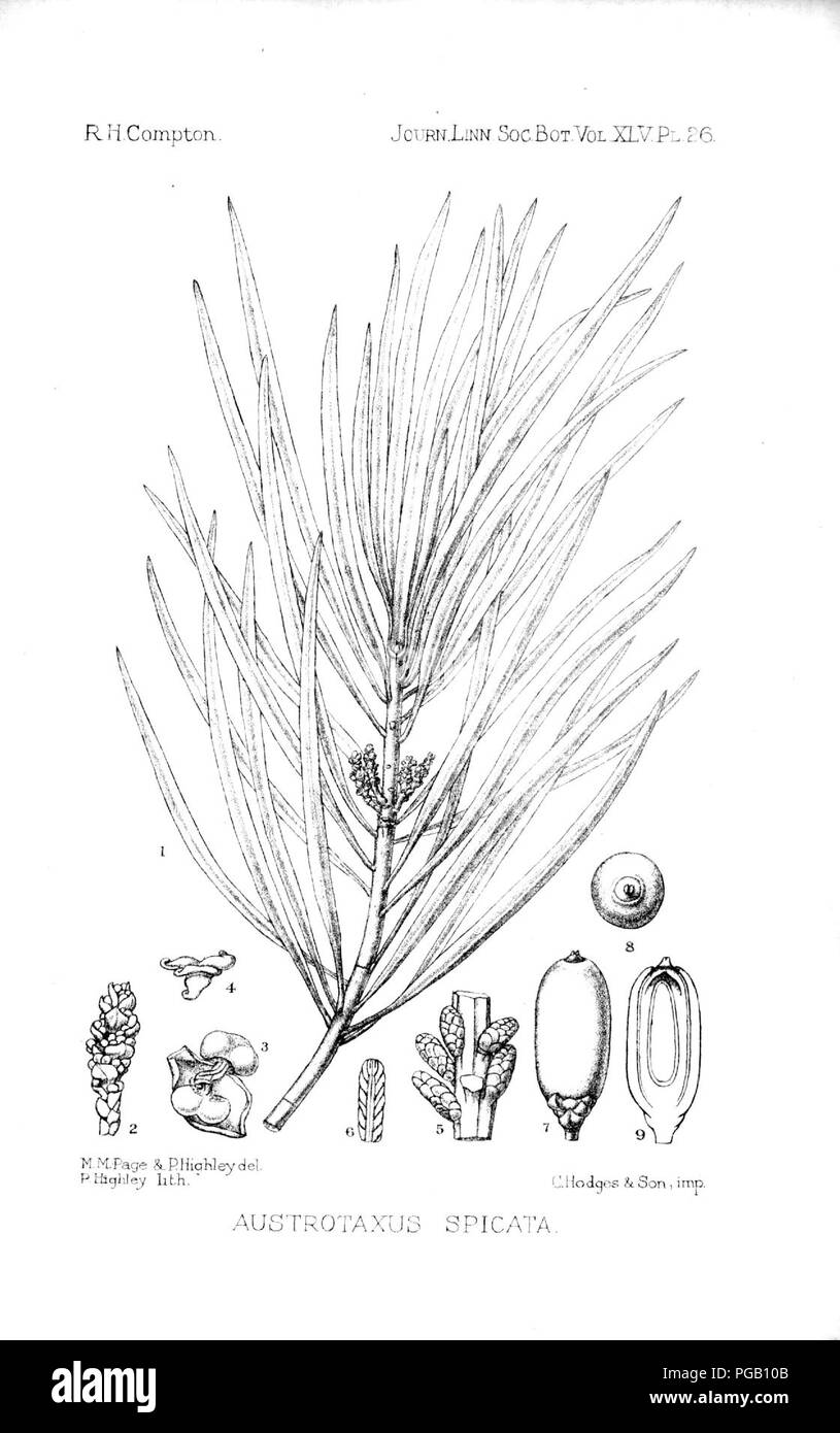 Austrotaxus spicata line drawing Stock Photo - Alamy