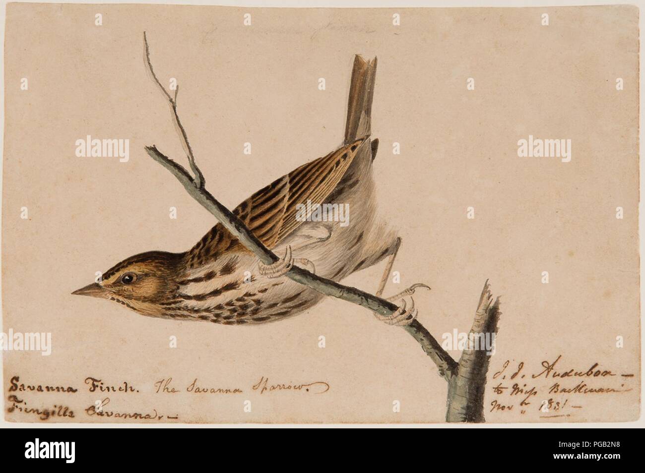 Savanna finch hi-res stock photography and images - Alamy