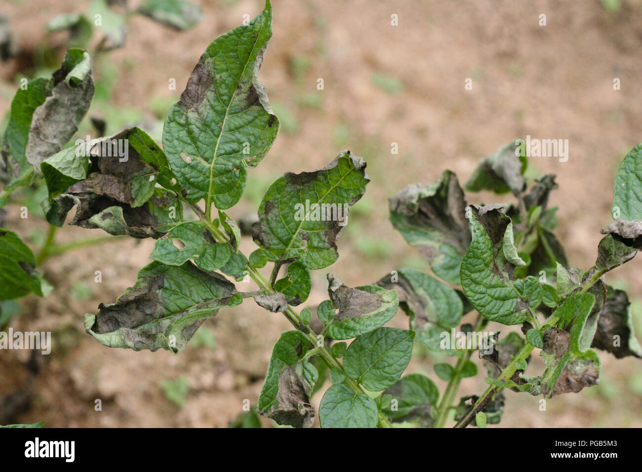 Potato late blight symptom on leaves Stock Photo - Alamy