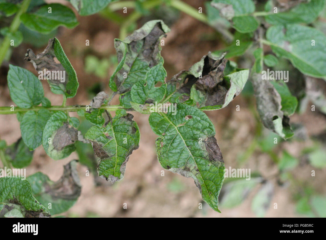 Potato late blight symptom on leaves Stock Photo - Alamy