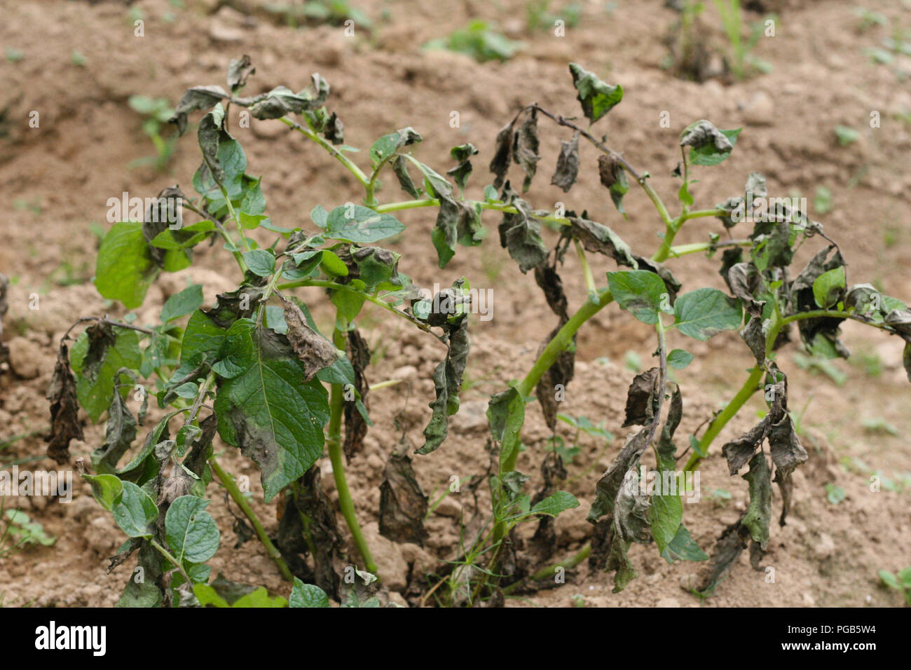 Potato blight hi-res stock photography and images - Alamy