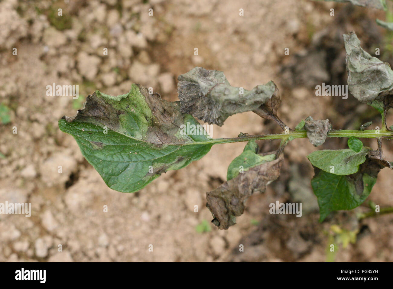 Potato late blight symptom on leaves Stock Photo - Alamy