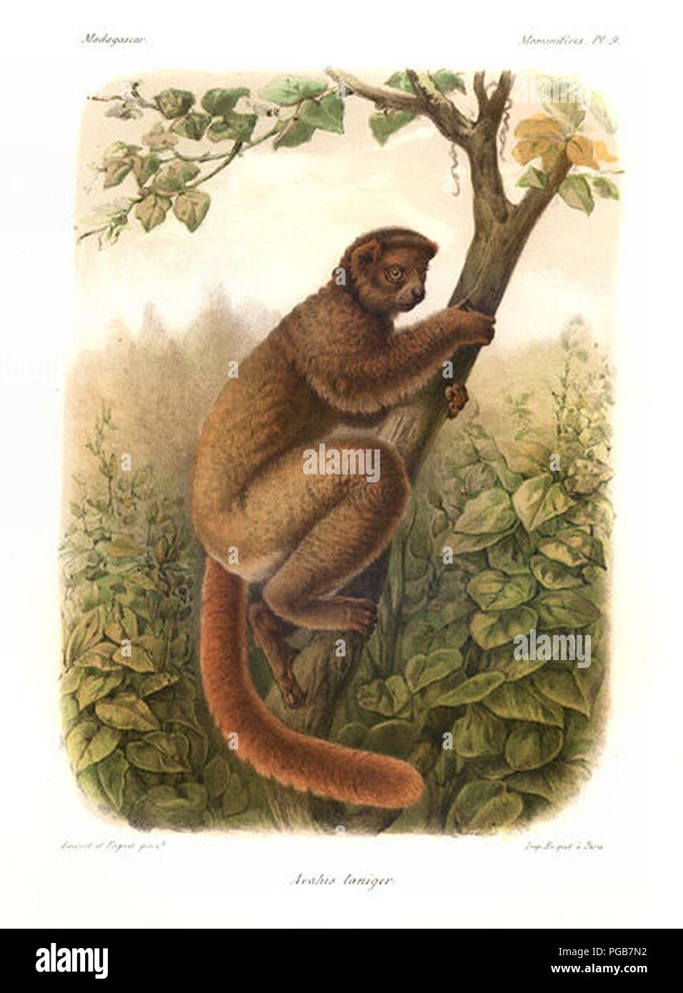 Avahi avahi Cut Out Stock Images & Pictures - Alamy