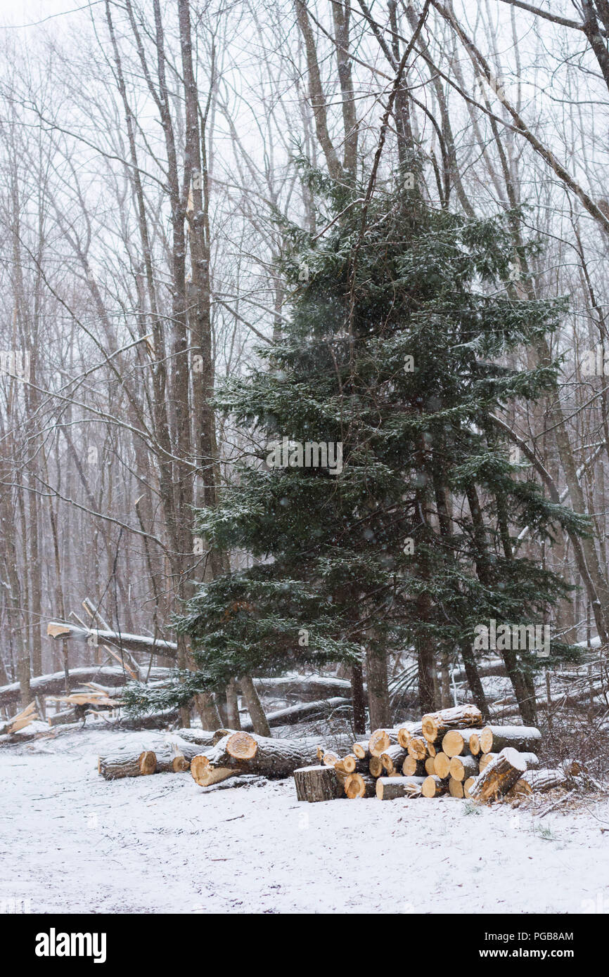 Chopped trees in woods Stock Photo - Alamy