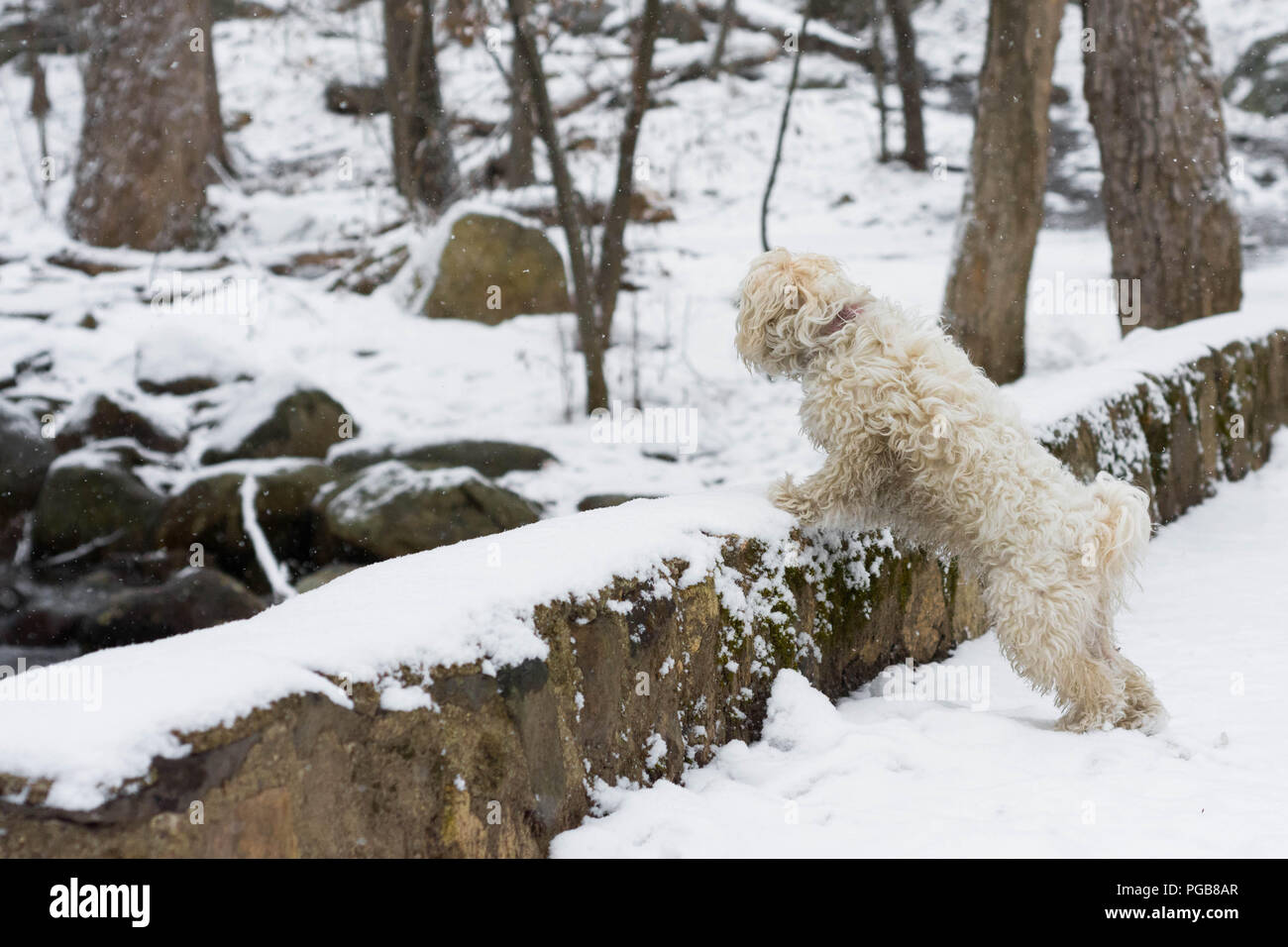 Small dog looking over wall Stock Photo - Alamy