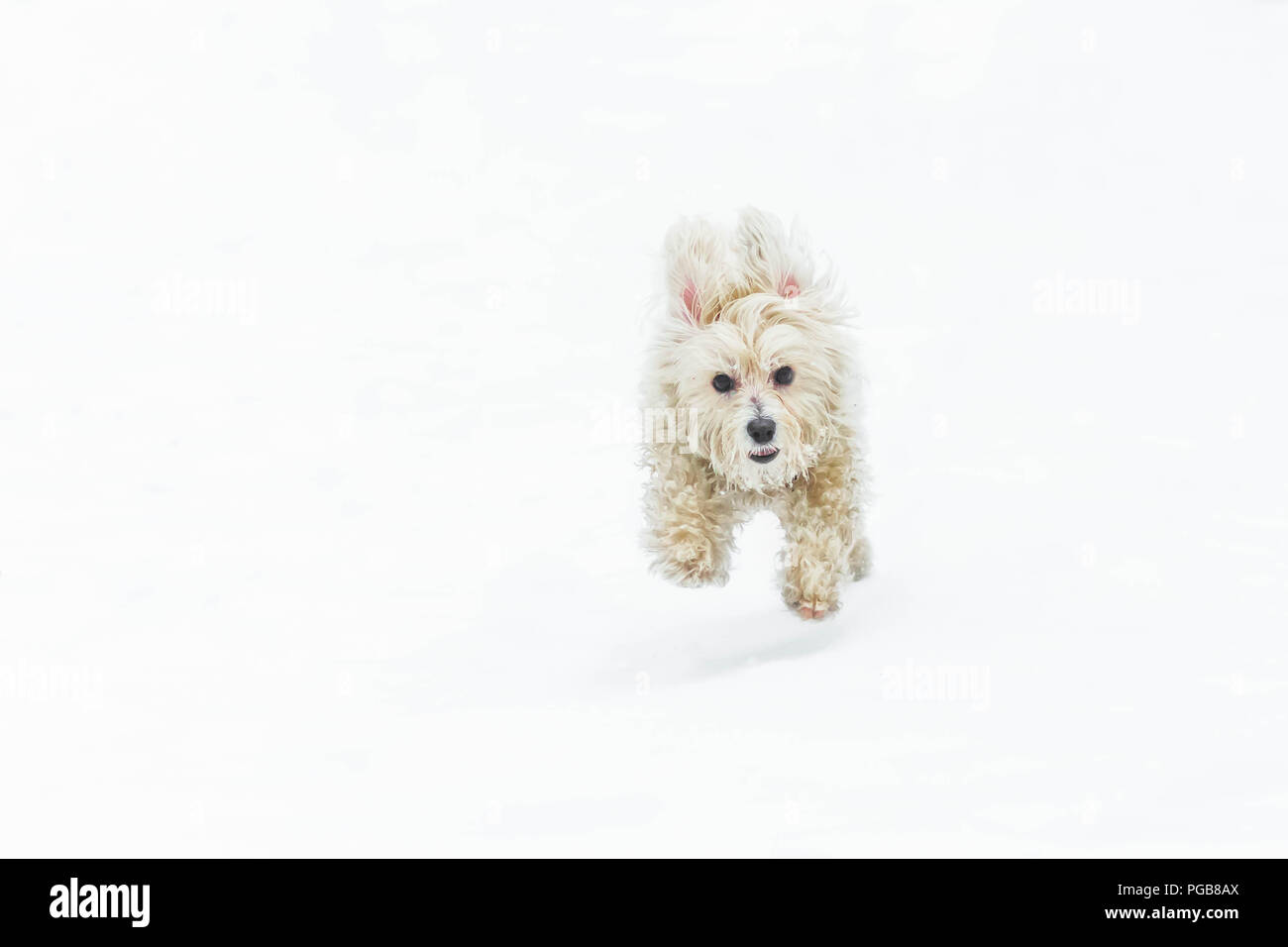 Snow dog running Stock Photo - Alamy