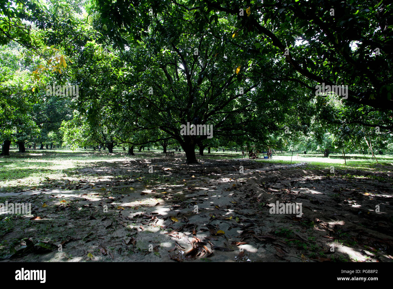 Bangladesh mango tree hi-res stock photography and images - Alamy