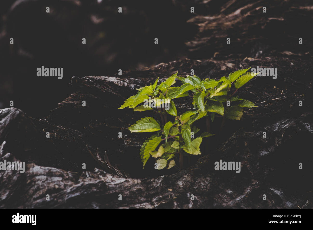 Tiny green sprig of plants growing from a brown piece of driftwood ...
