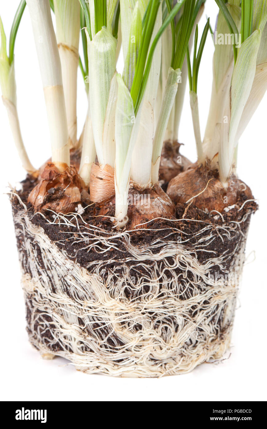 Whole tree and roots hi-res stock photography and images - Alamy