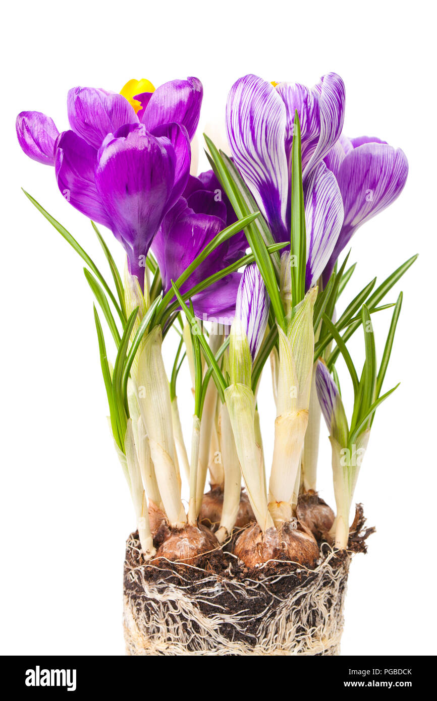 Crocus close up isolated on white background Stock Photo - Alamy