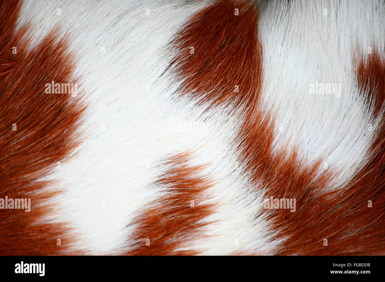 Goat hair texture hi-res stock photography and images - Alamy
