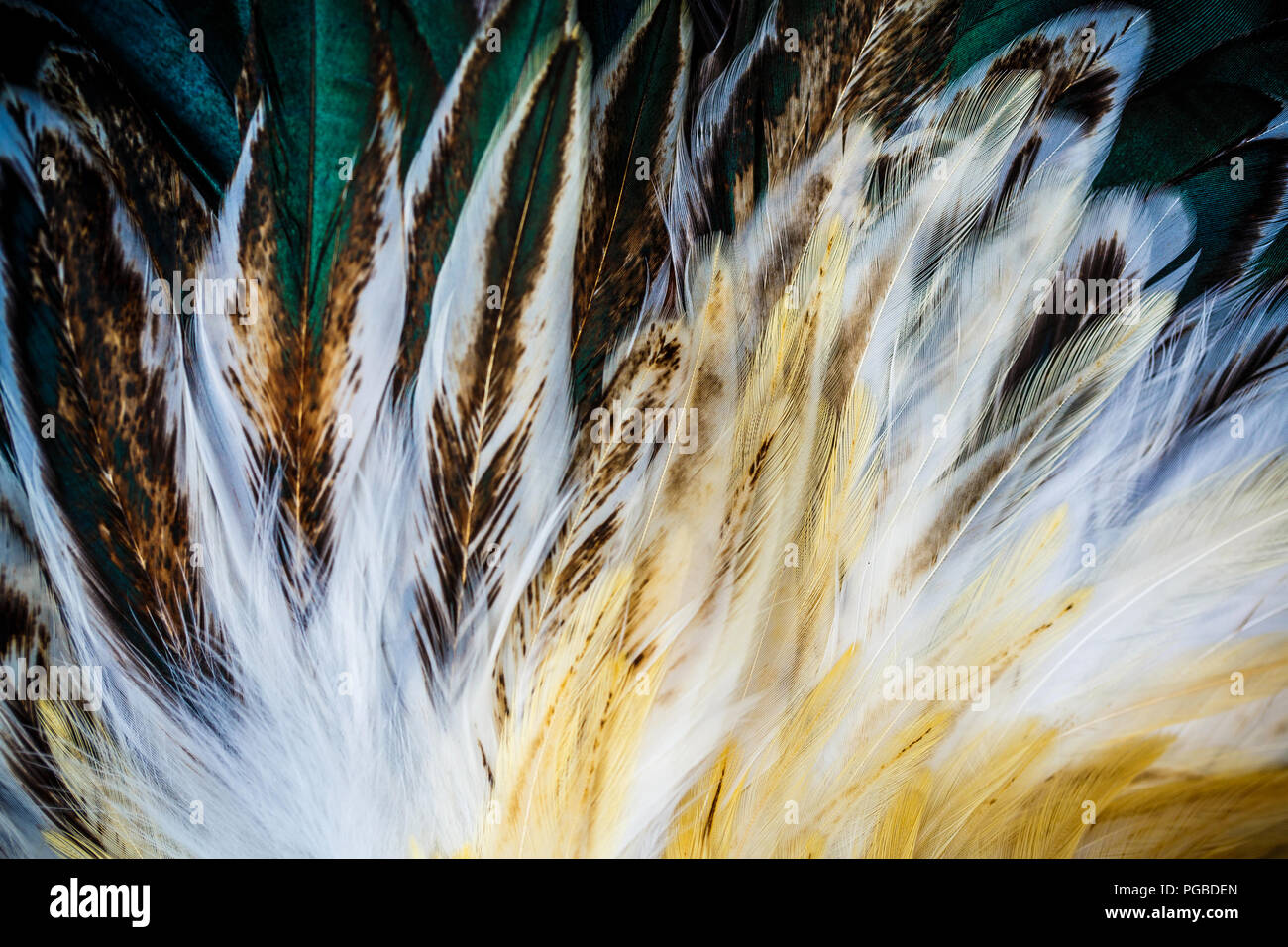 Bright colorful feather group of some bird Stock Photo - Alamy