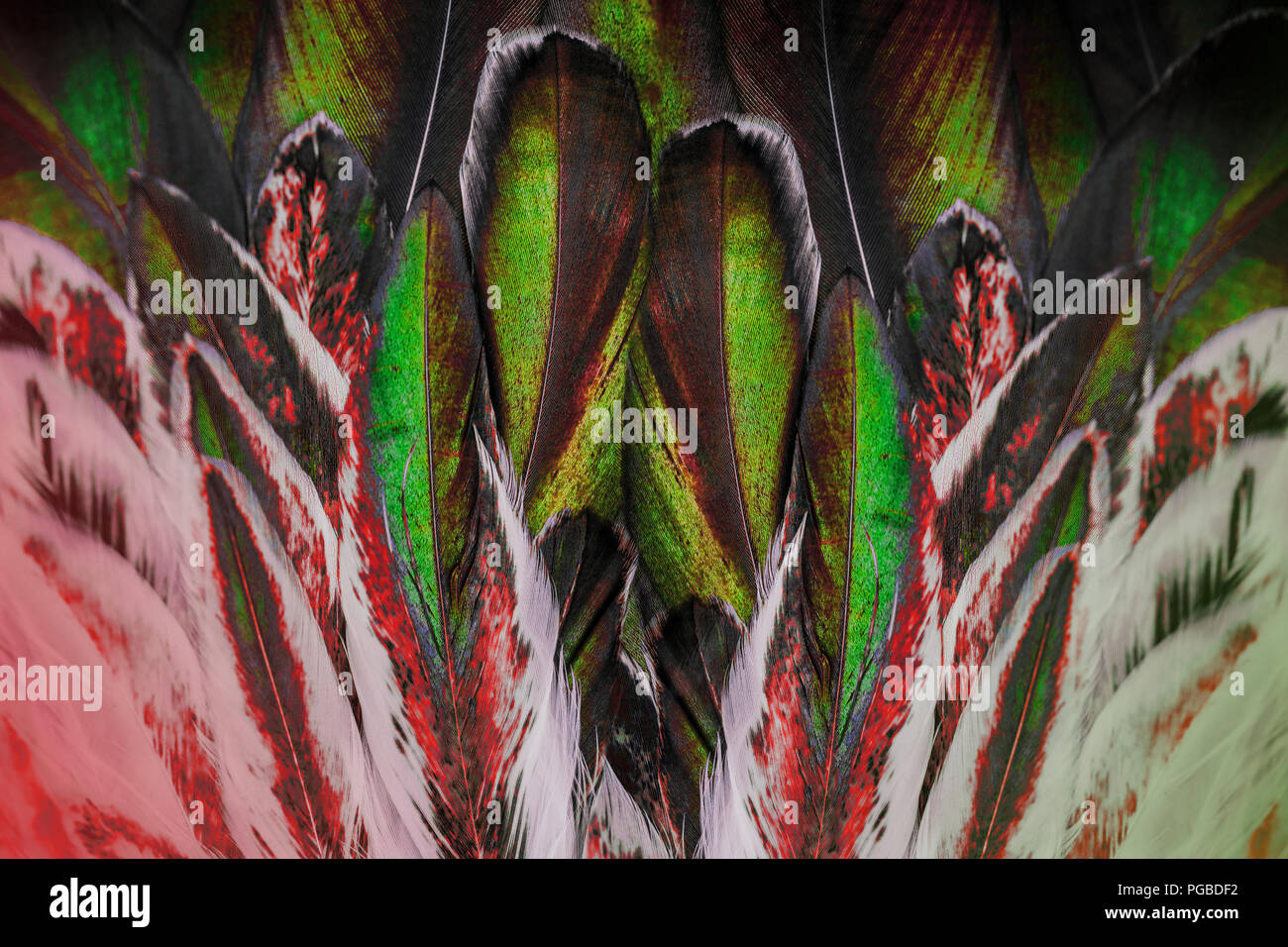 Bright colorful feather group of some bird Stock Photo - Alamy