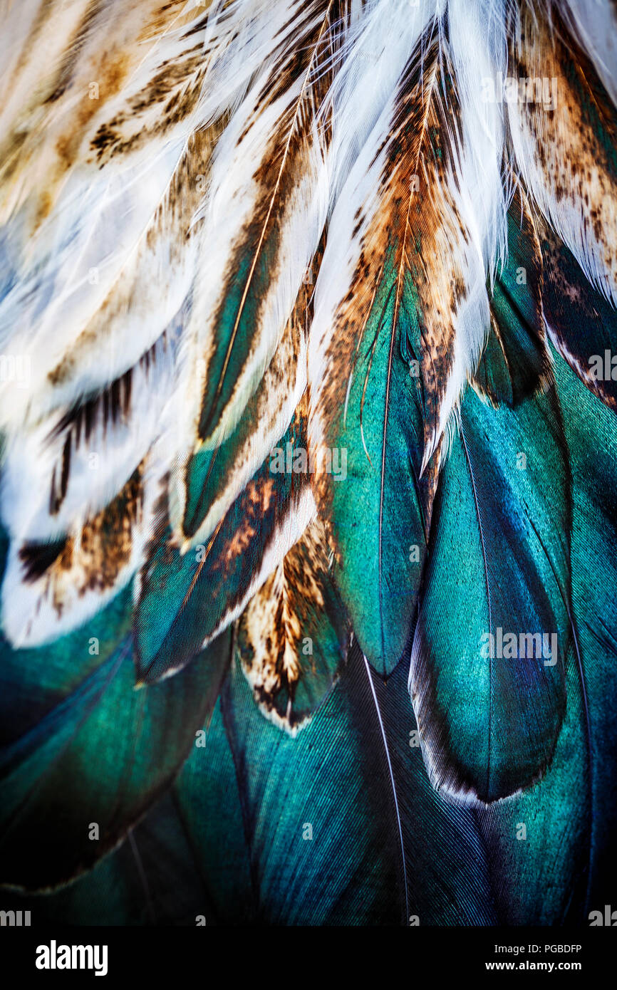 Bright colorful feather group of some bird Stock Photo - Alamy