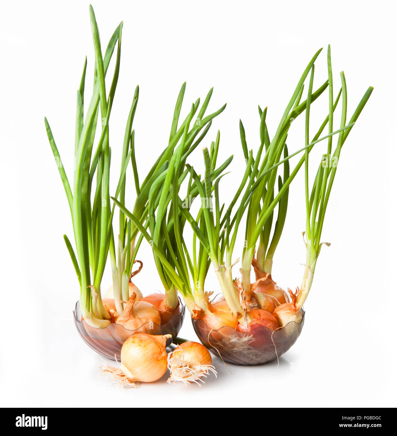 spring onion isolated on white background.Green onion Stock Photo - Alamy