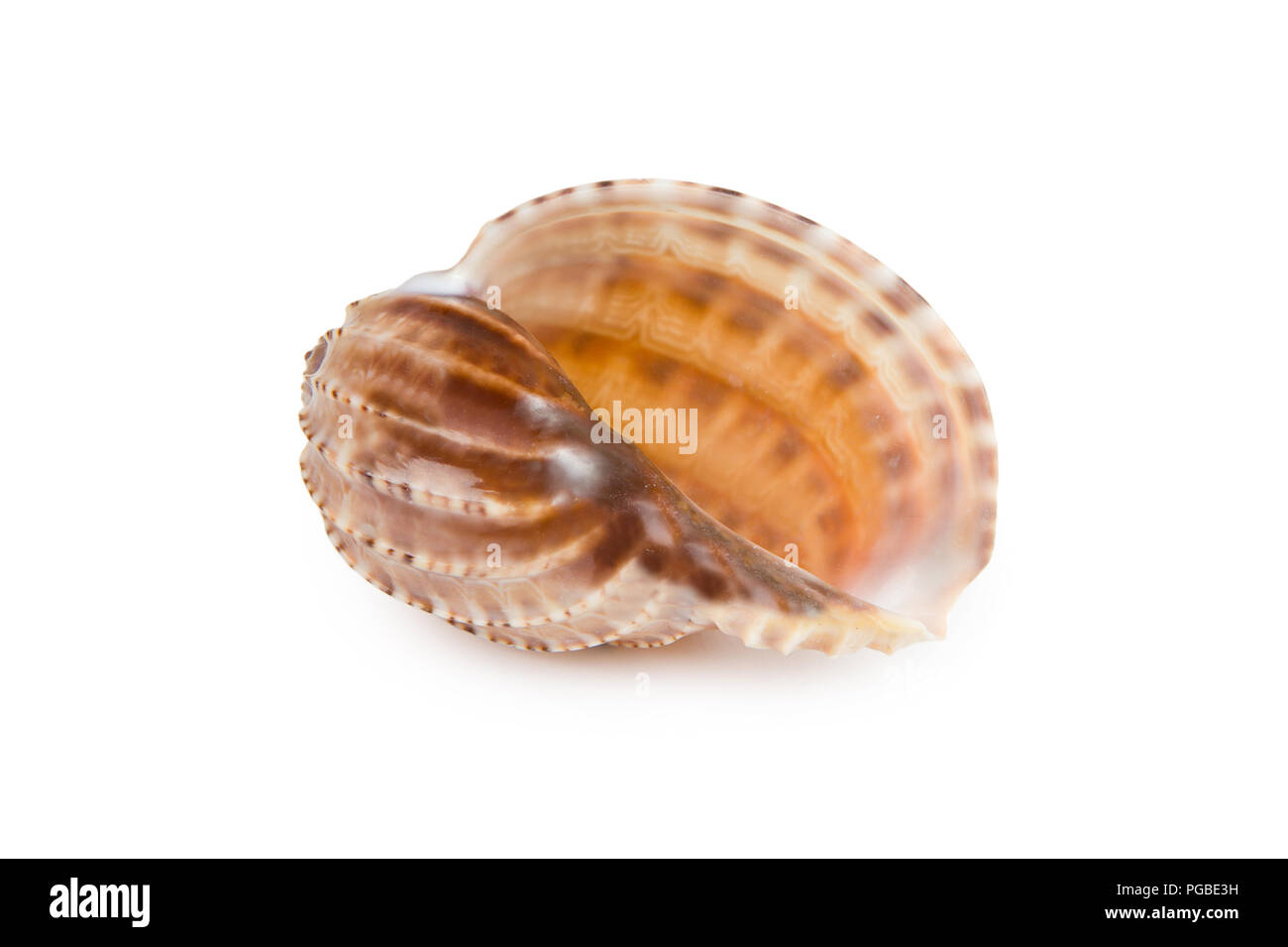 seashell isolated on white background Stock Photo - Alamy
