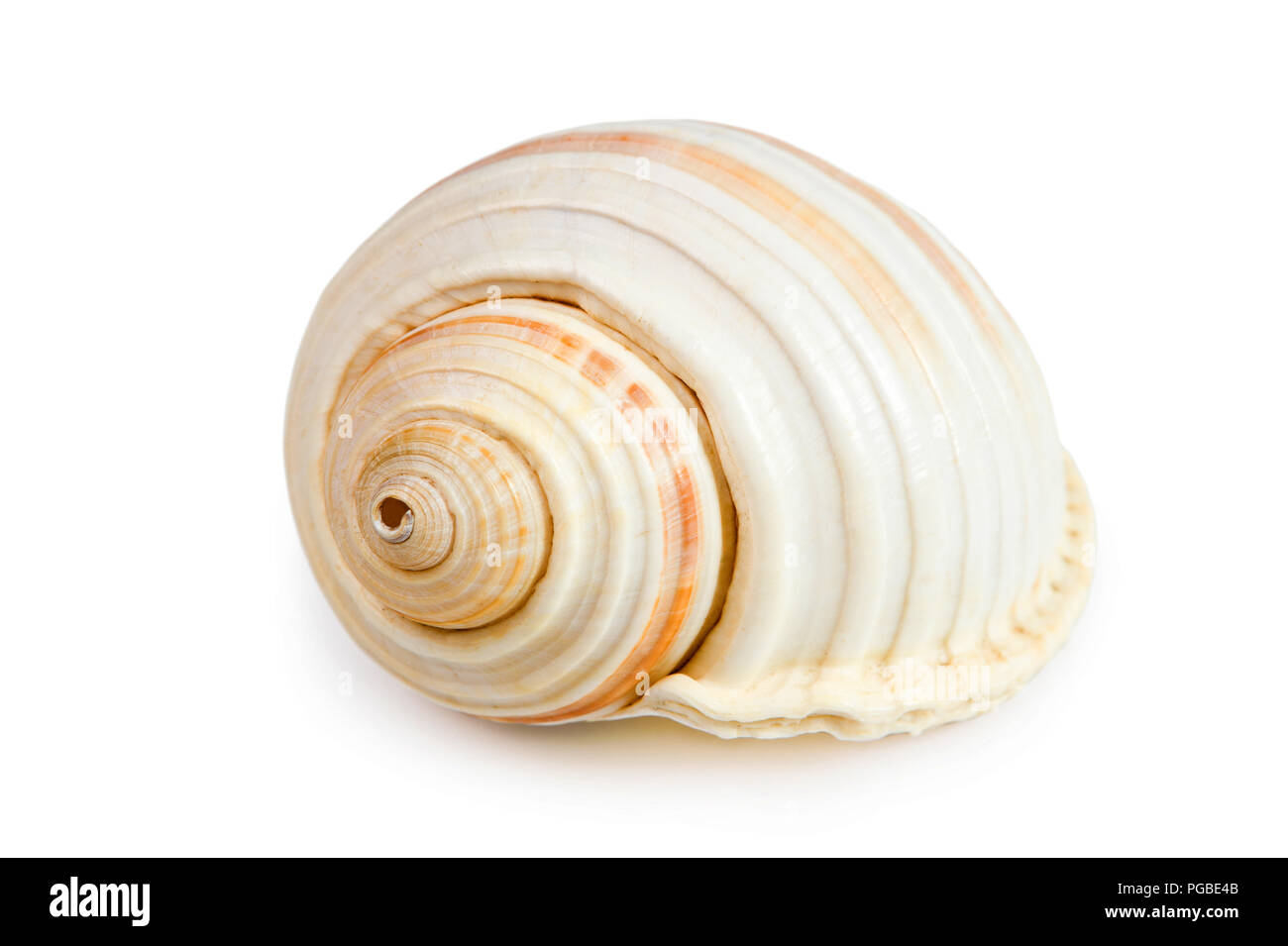 seashell isolated on white background Stock Photo - Alamy
