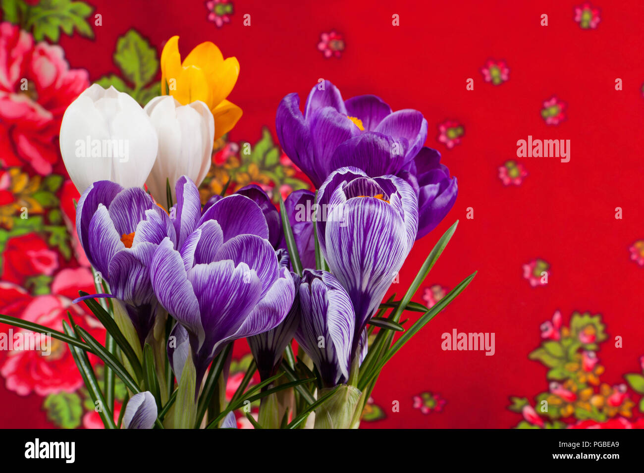 Crocus close up on the red background Stock Photo - Alamy