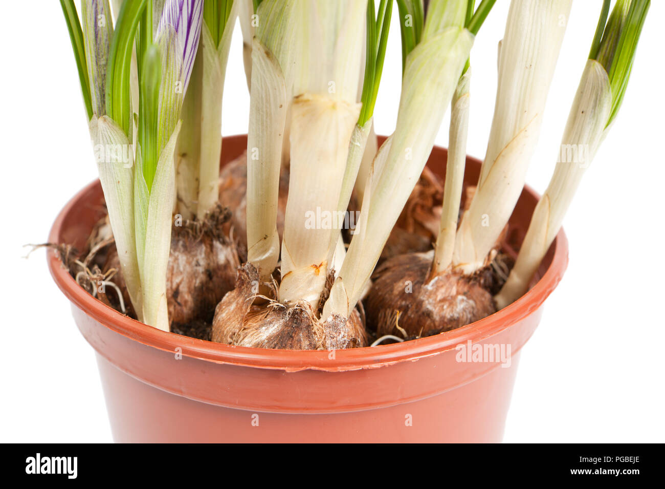 Roots of a crocus isolated on a white background Stock Photo - Alamy