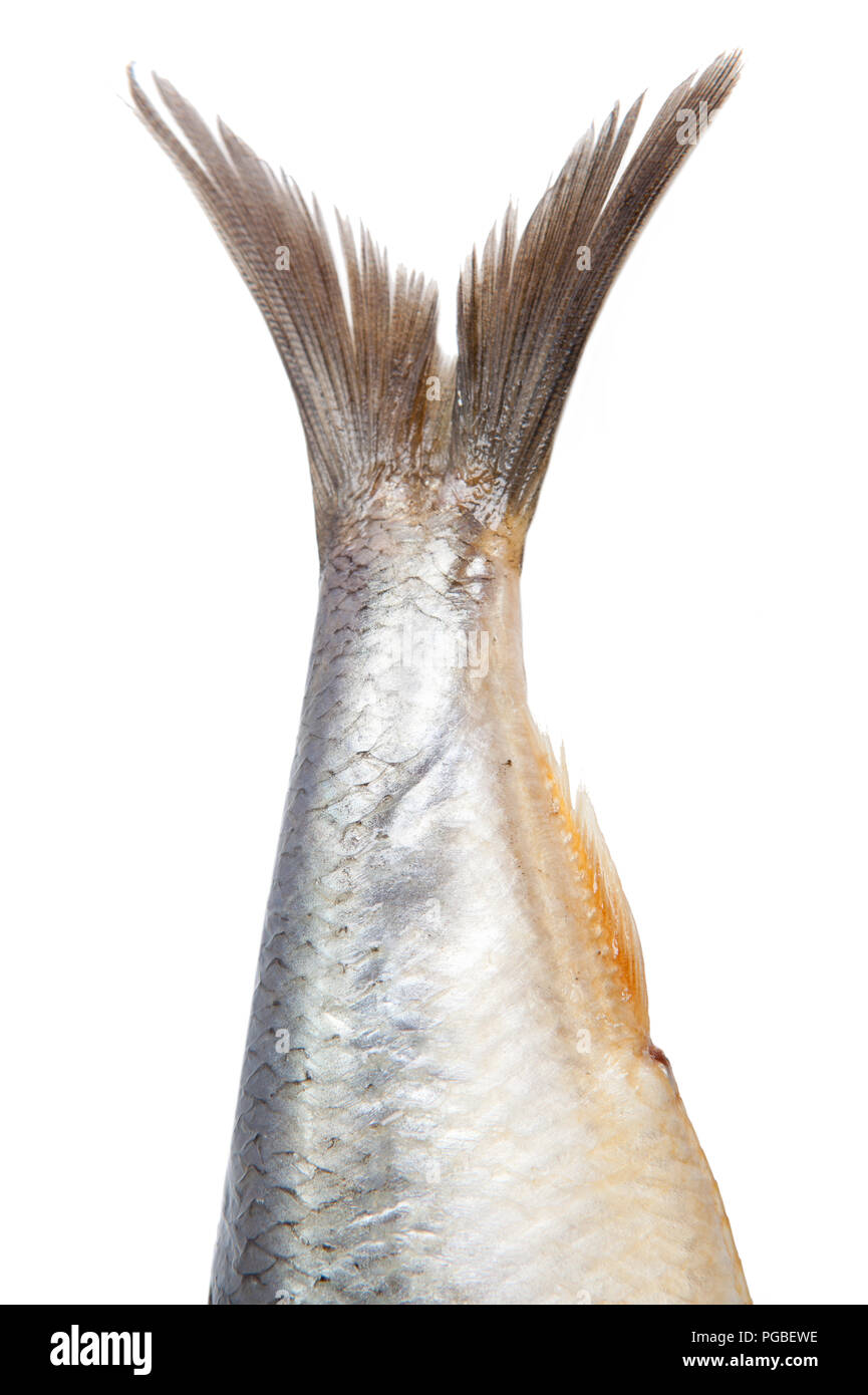 Tail fish herring isolated on white background Stock Photo - Alamy