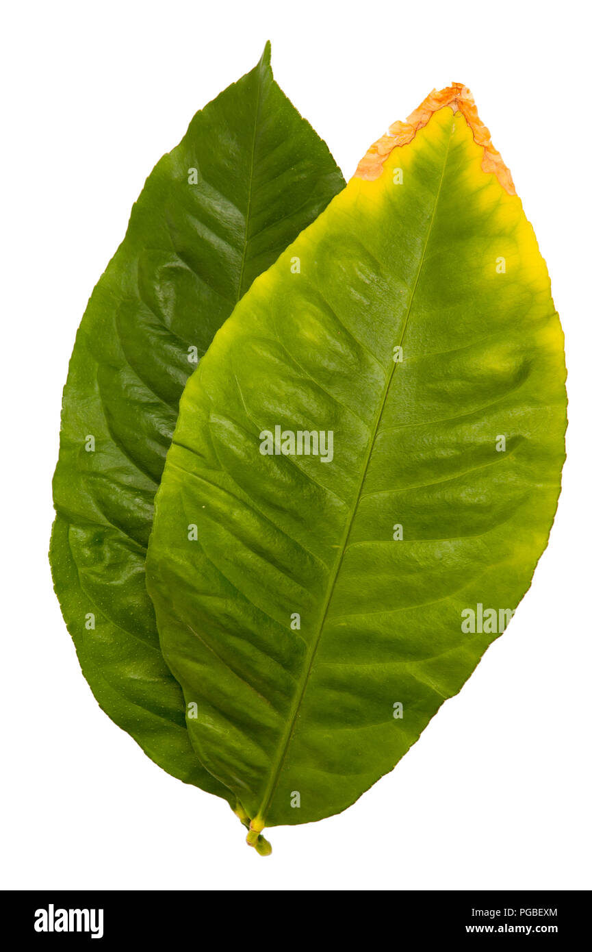 Lemon Leaf, Salal (Gaultheria shallon) isolated on white Stock Photo ...