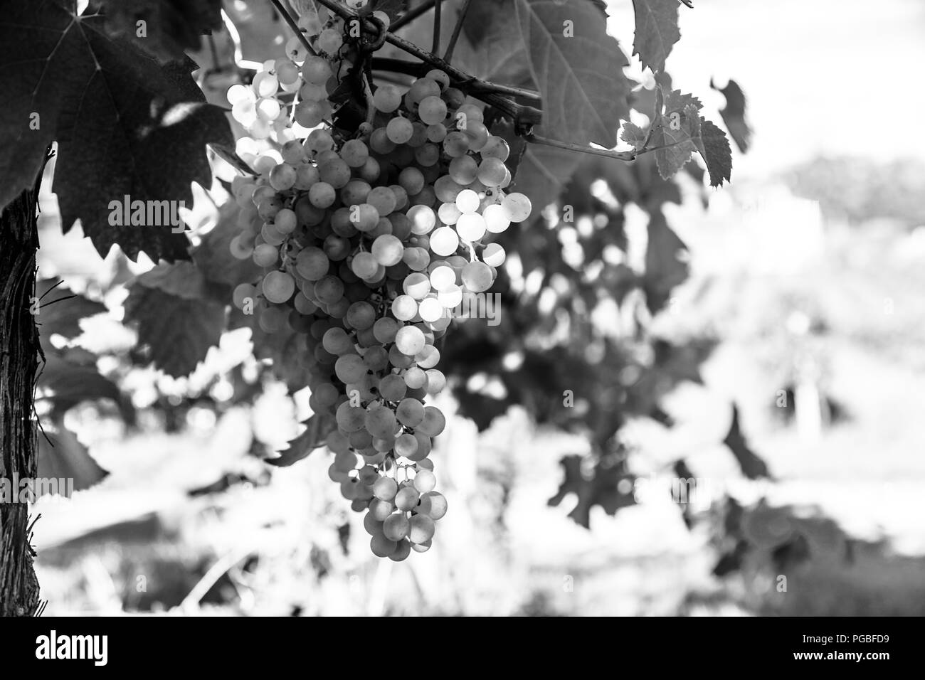 Location of collio hi-res stock photography and images - Alamy