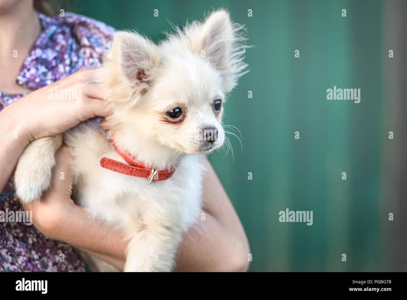 Woman holding puppy on shoulder hi-res stock photography and images - Alamy