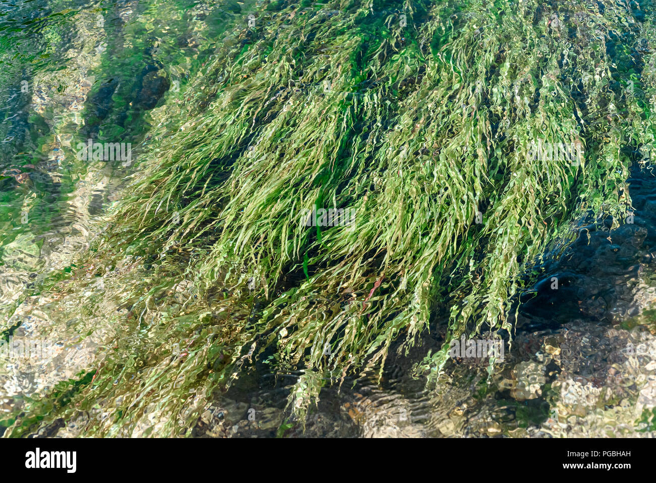 Texture of green algae under water close-up, macro Stock Photo - Alamy