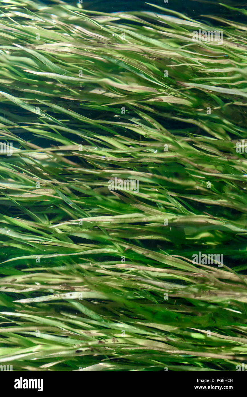 Green sea life pattern hi-res stock photography and images - Alamy