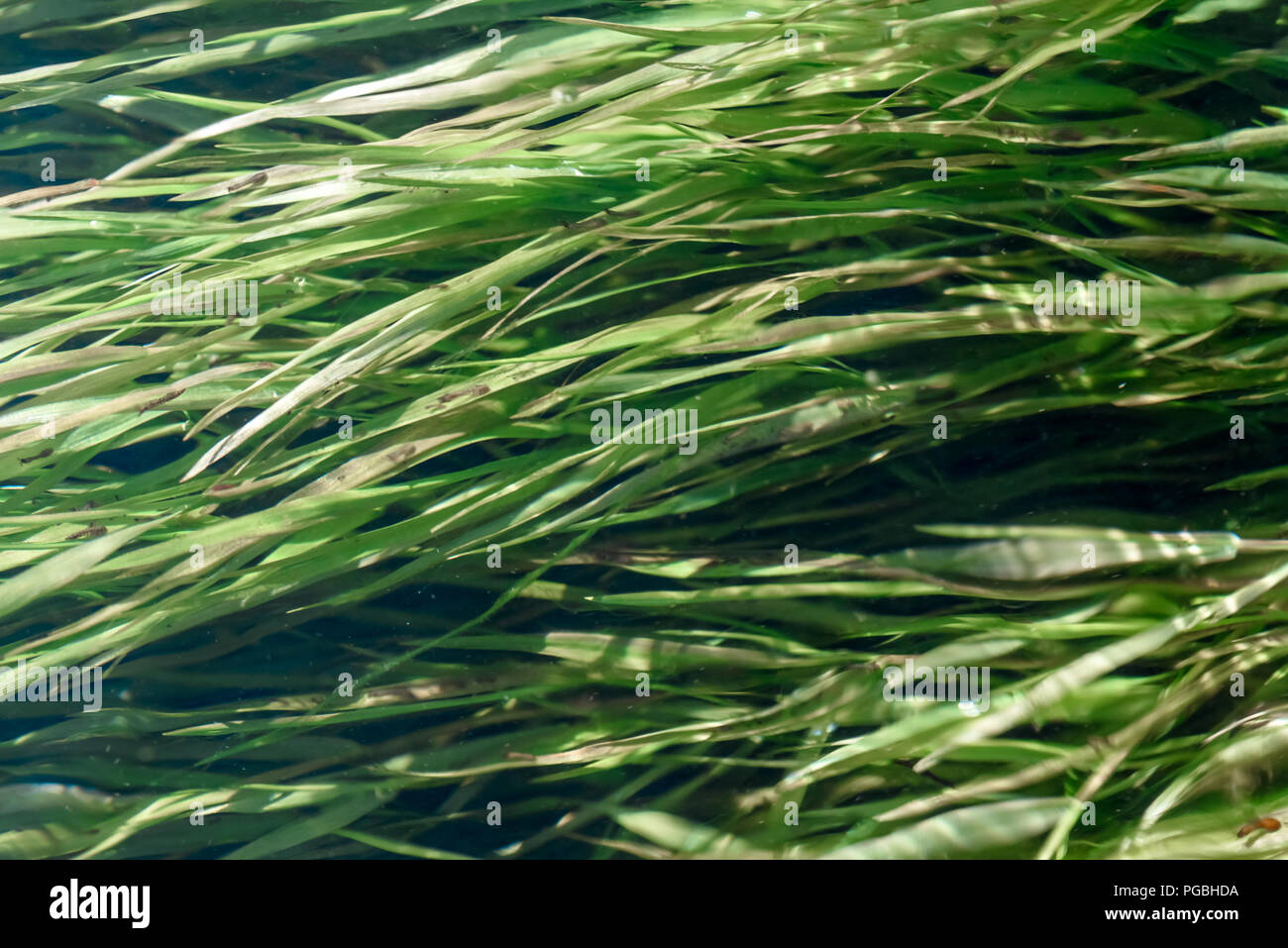 Green seaweed texture hi-res stock photography and images - Alamy