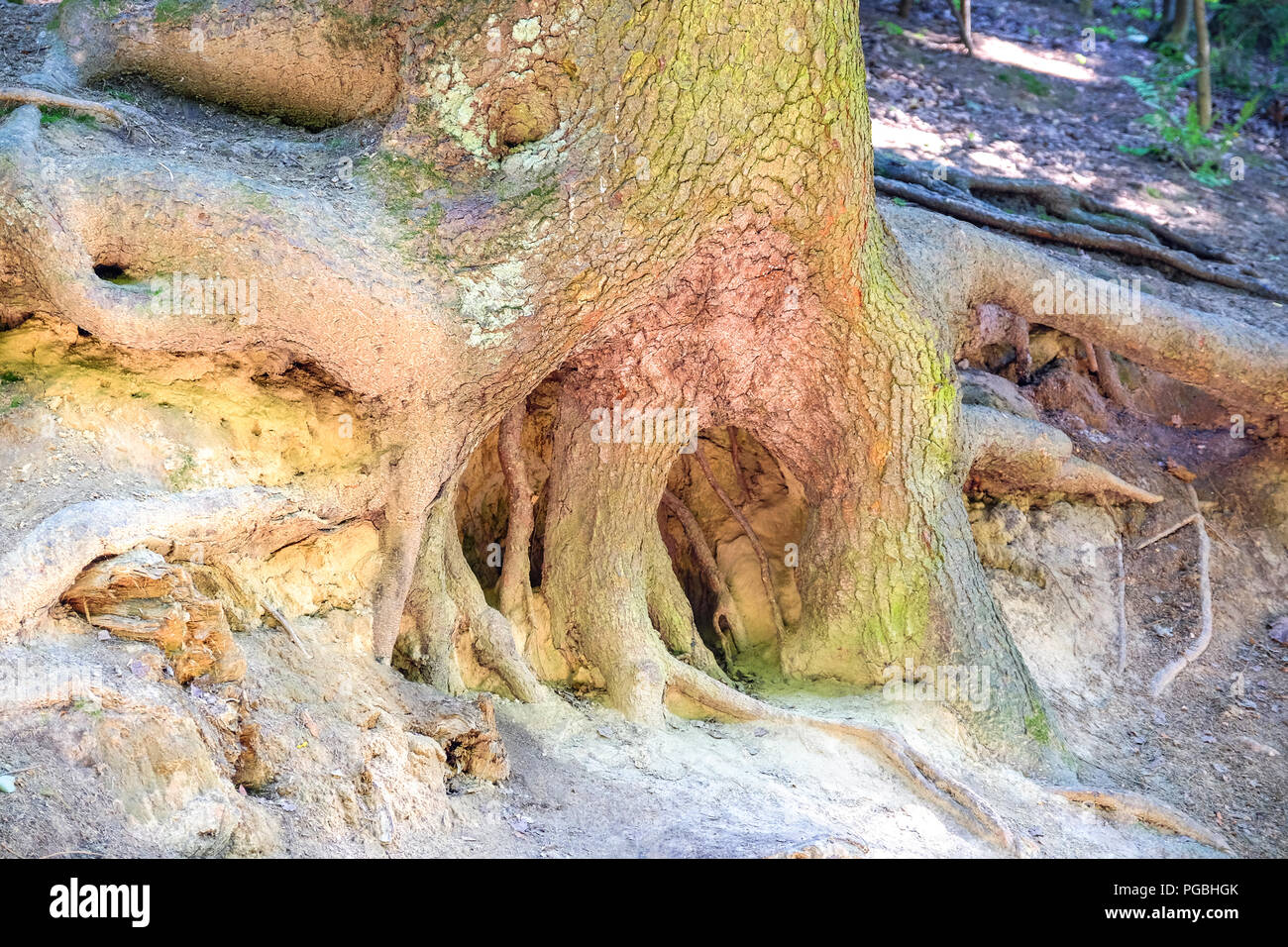 Hole between branches hi-res stock photography and images - Alamy