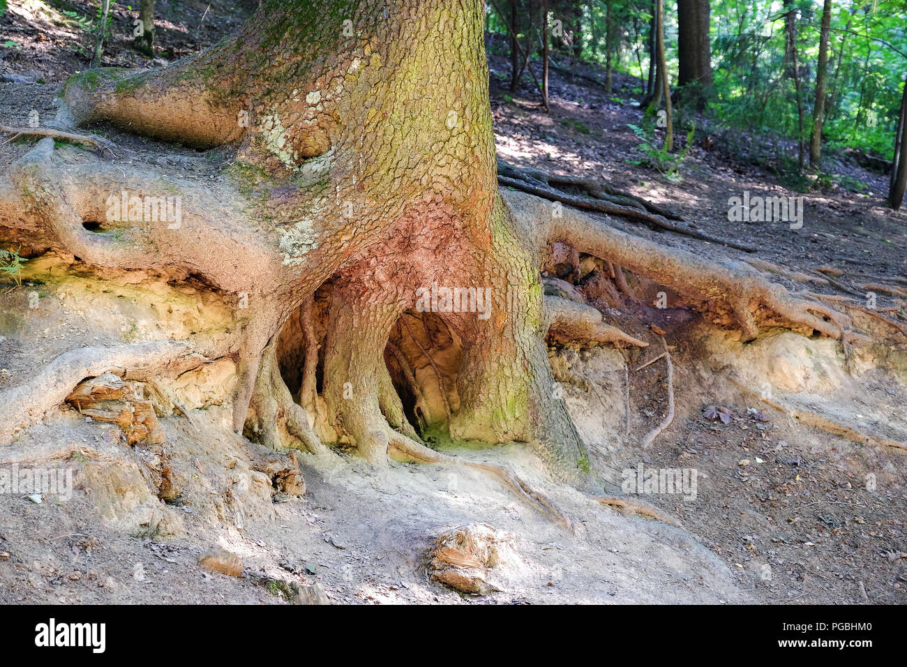 Tree roots sticking out of the ground. Rows of trees in the Park with ...
