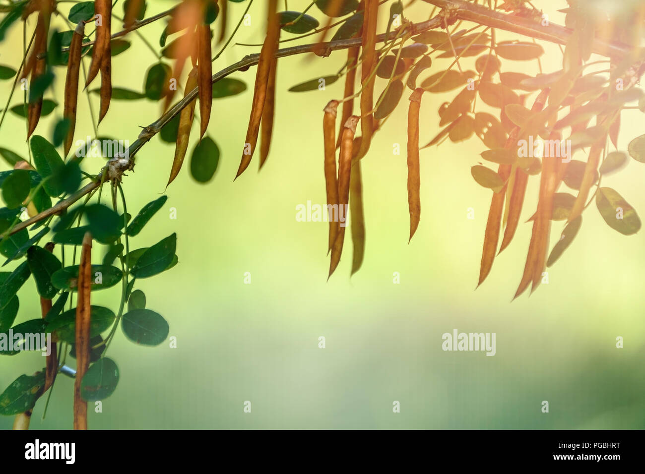 Acacia pods hi-res stock photography and images - Alamy