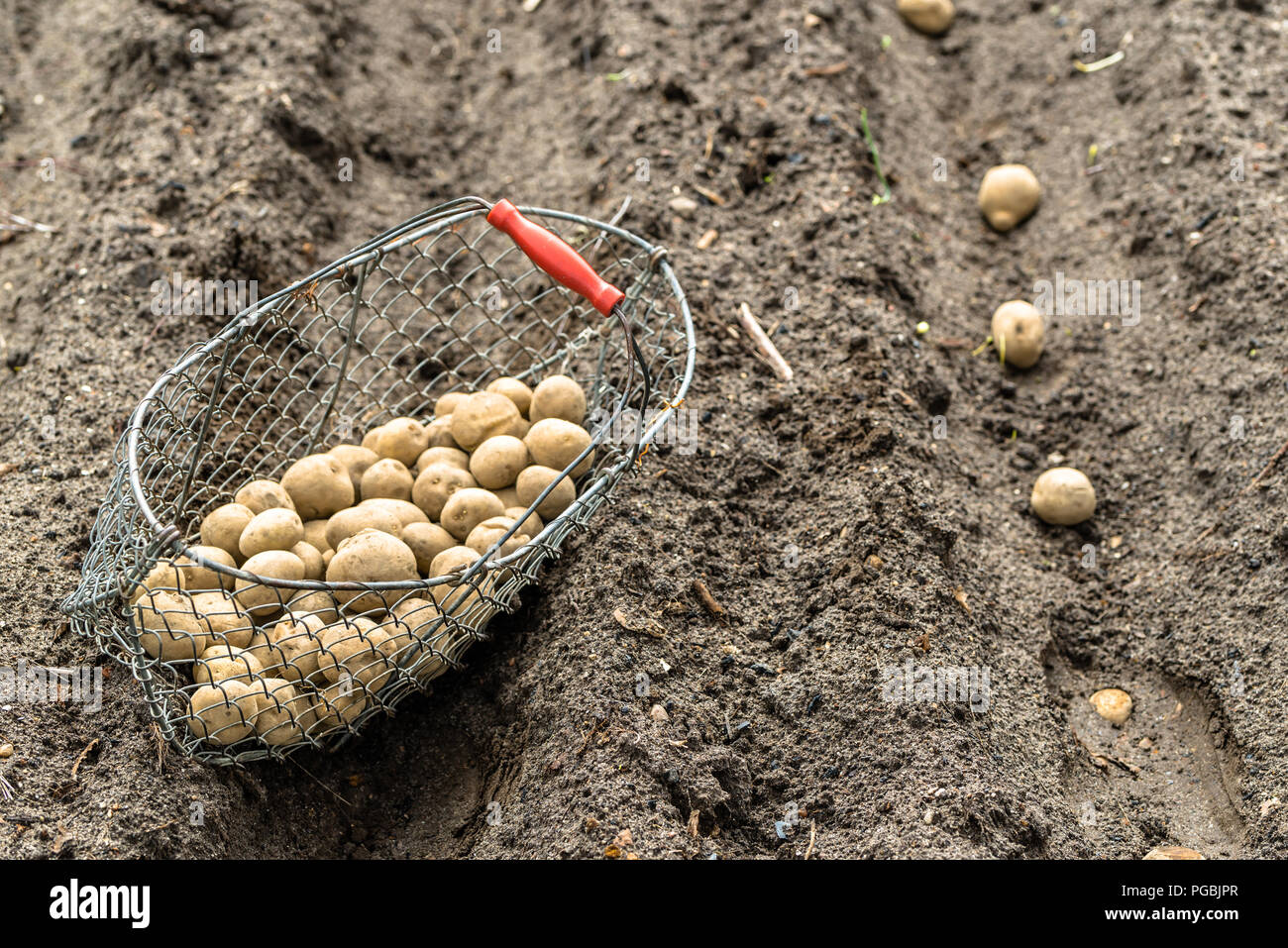 Planting potatoes on farm. Basket with potatoes on field, organic ...