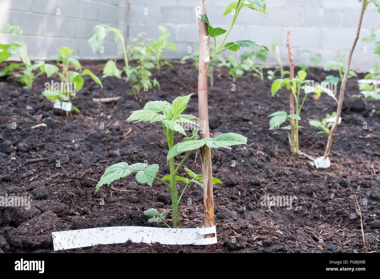 Planted a young raspberry plant in garden Stock Photo - Alamy
