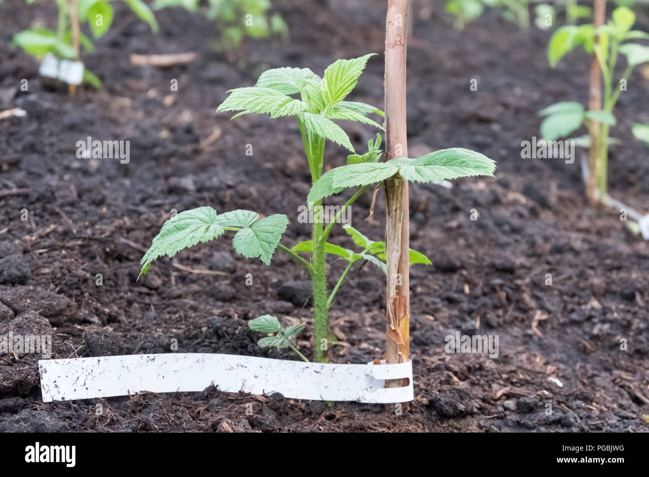 Planted a young raspberry plant in garden Stock Photo - Alamy