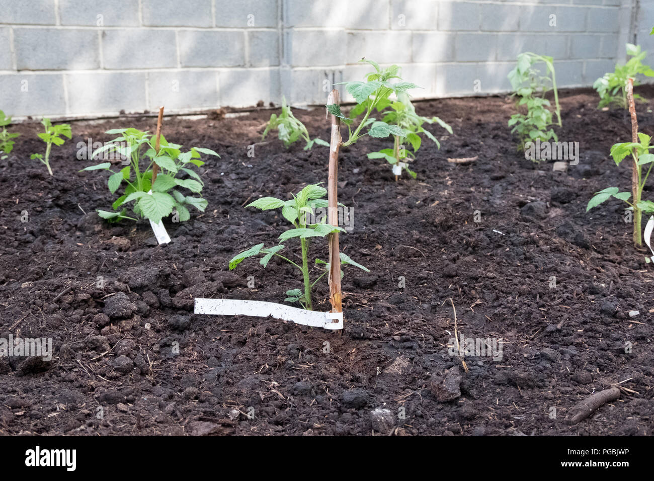 Planted a young raspberry plant in garden Stock Photo - Alamy