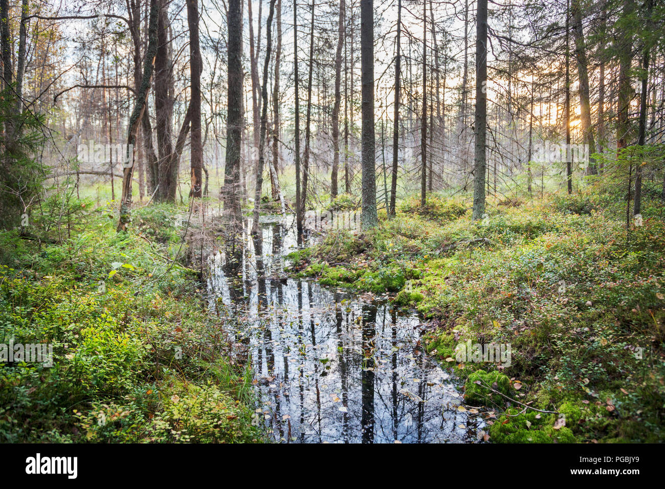 Brook in the forest hi-res stock photography and images - Alamy