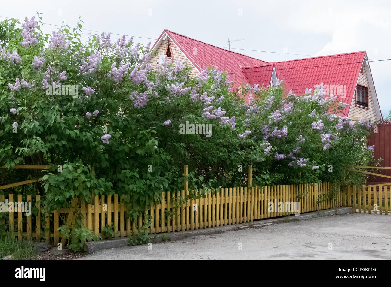 Lilac flowers near the house. Side view of the plot. Purple shrub in ...