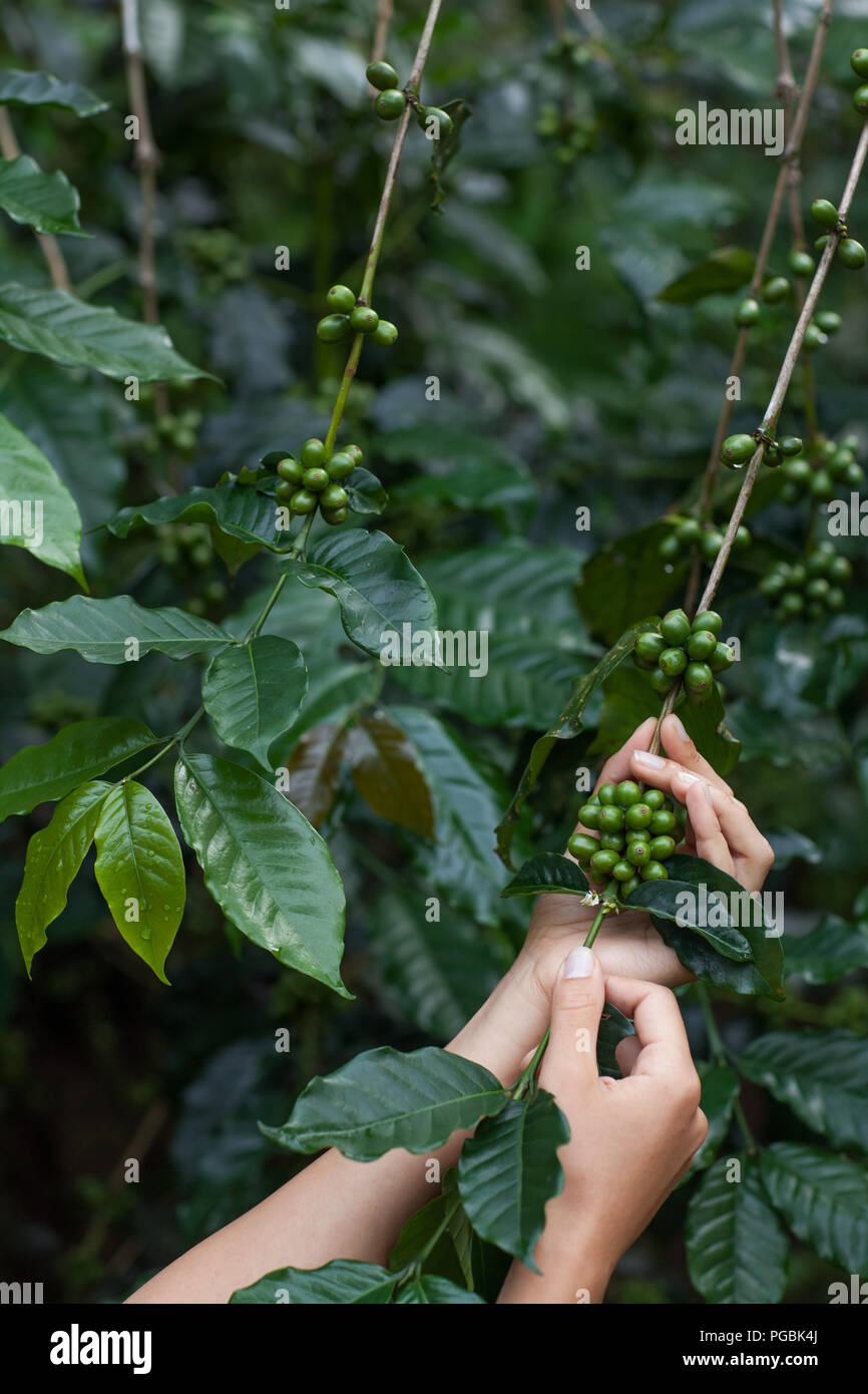 Arabica coffee fruits hi-res stock photography and images - Alamy