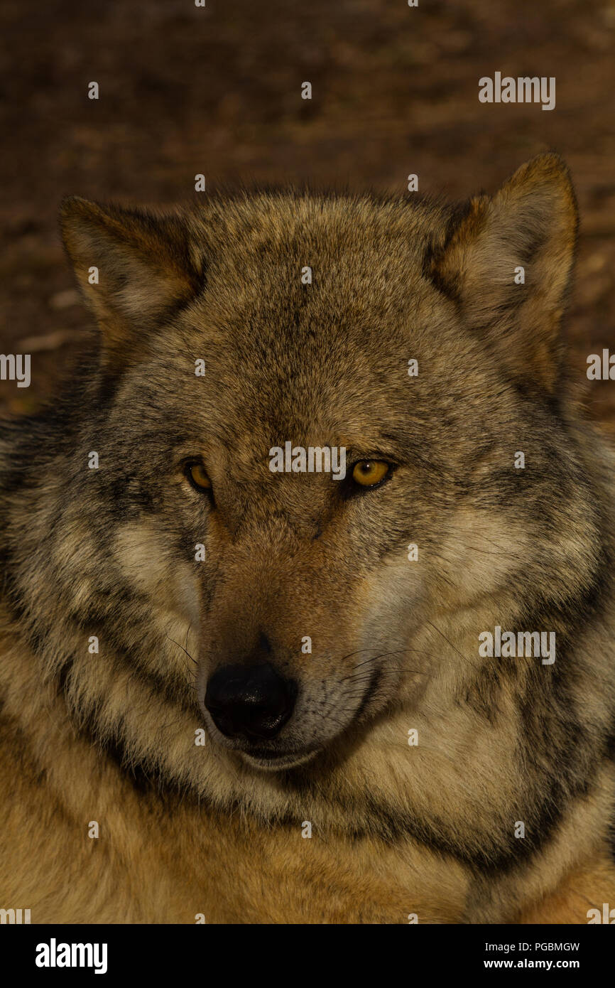 Grauwolf High Resolution Stock Photography and Images - Alamy