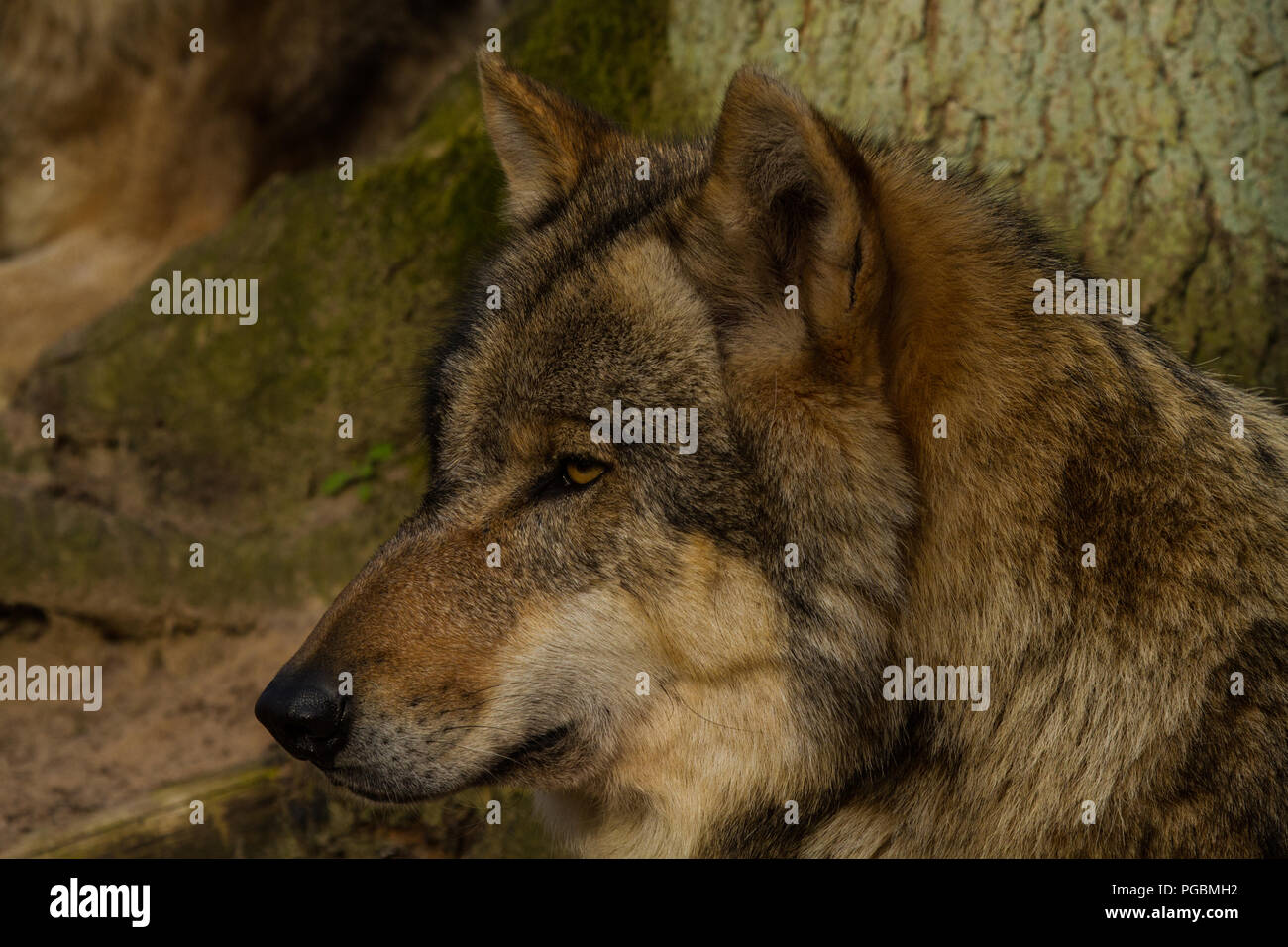Grauwolf hi-res stock photography and images - Alamy