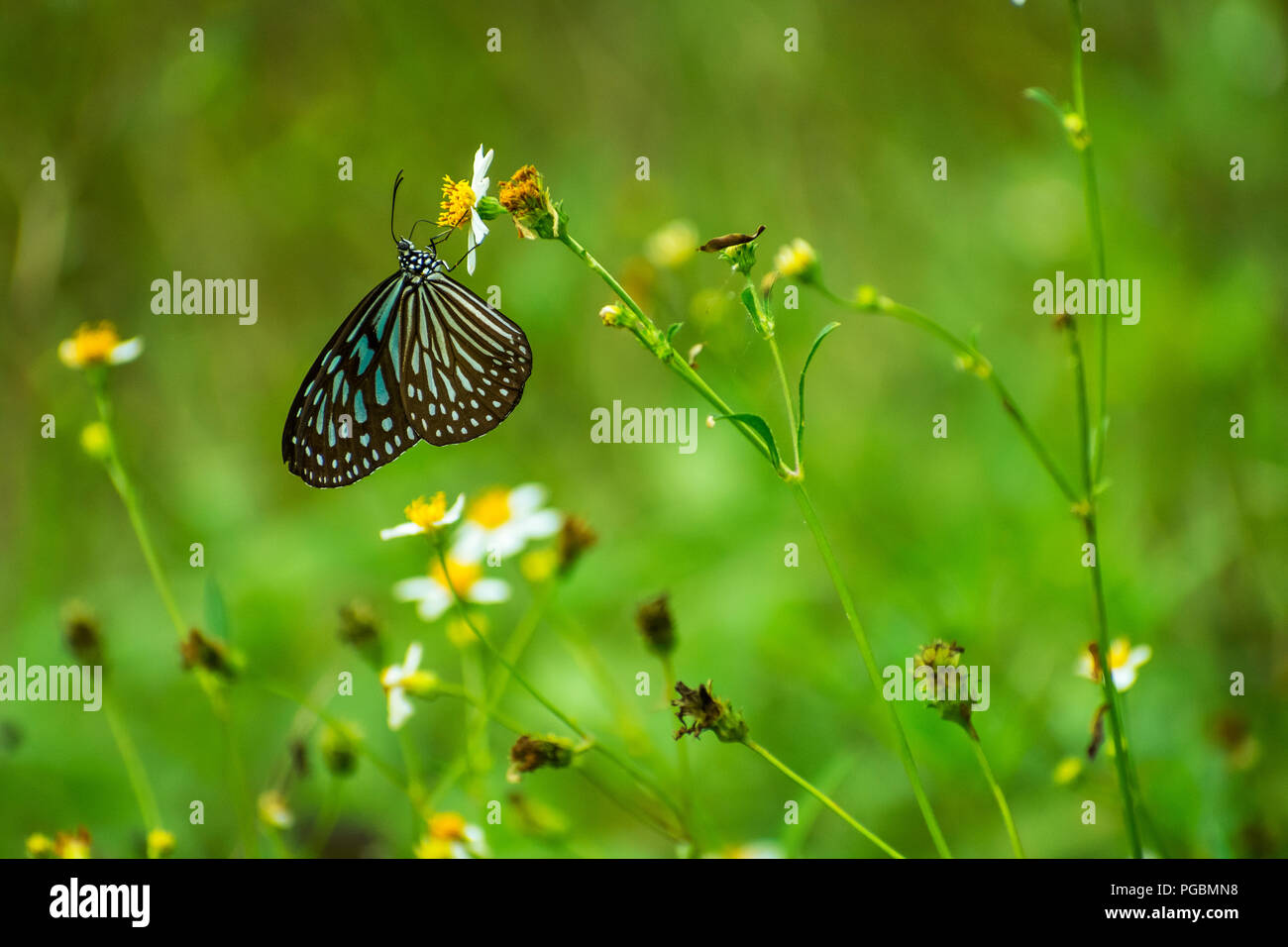 butterfly stop on flower Stock Photo - Alamy