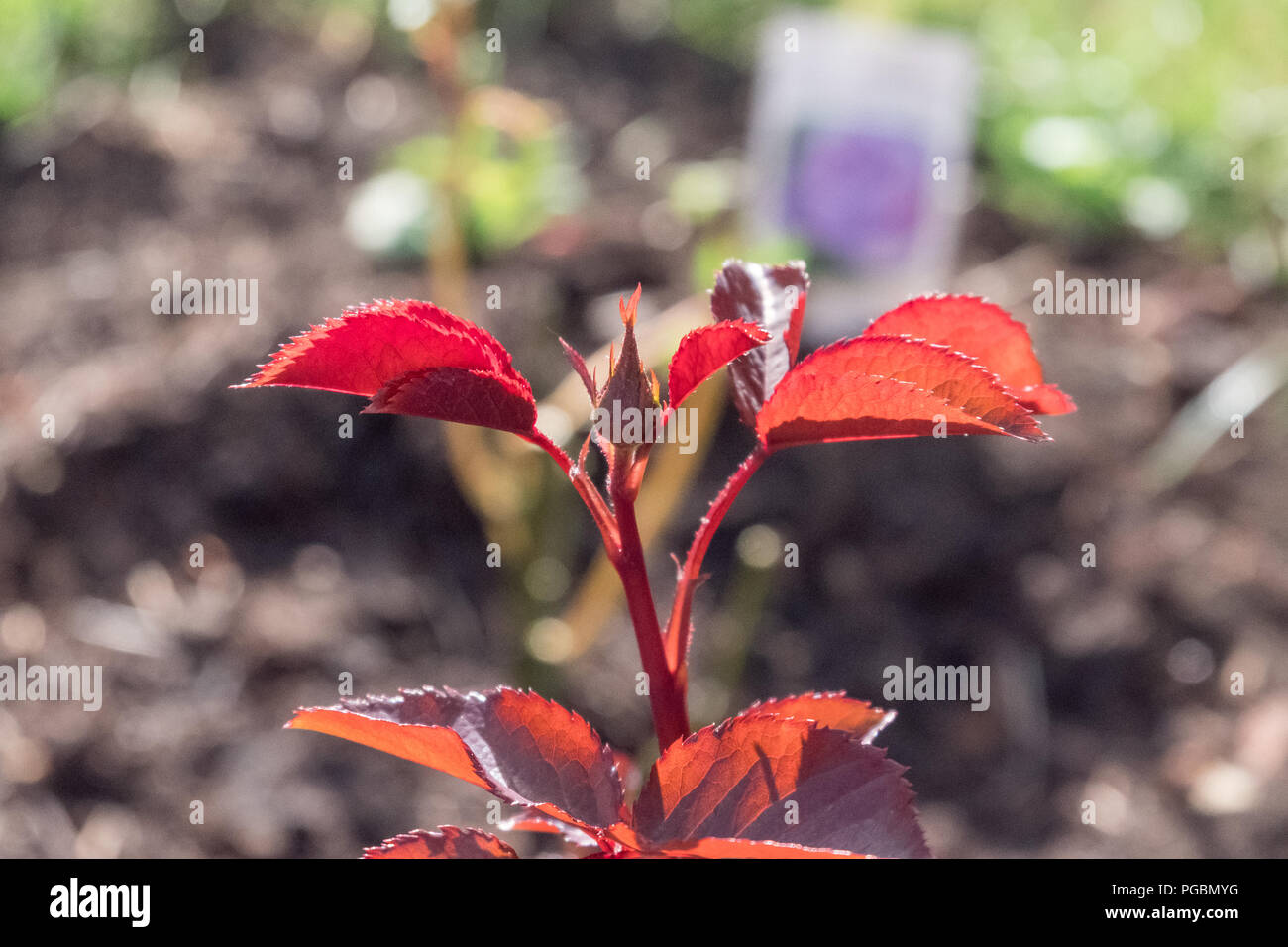 Planted young rose bushes in a garden, on one side Stock Photo - Alamy