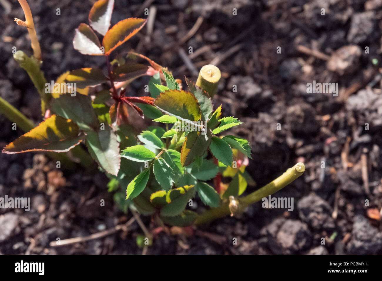 Planted young rose bushes in a garden, on one side Stock Photo - Alamy