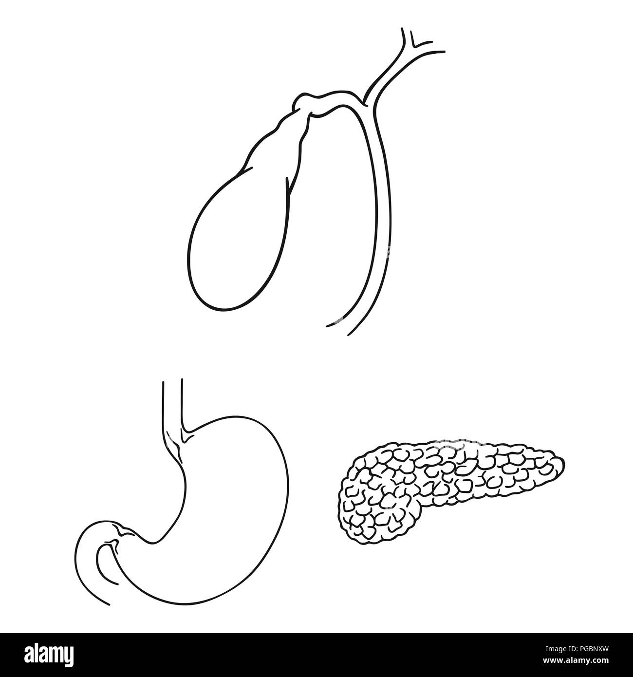 Human organs outline icons in set collection for design. Anatomy and ...