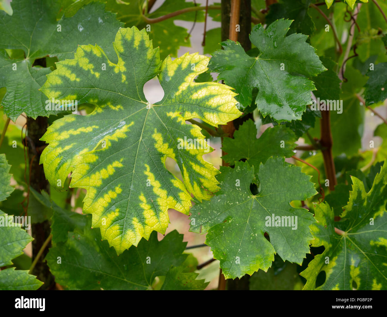 Chlorosis High Resolution Stock Photography and Images - Alamy
