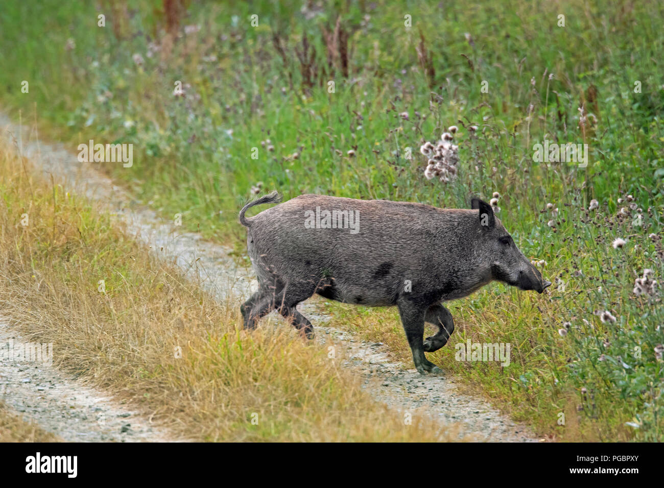 Wild boar (Sus scrofa) sow crossing path in grassland in summer Stock ...