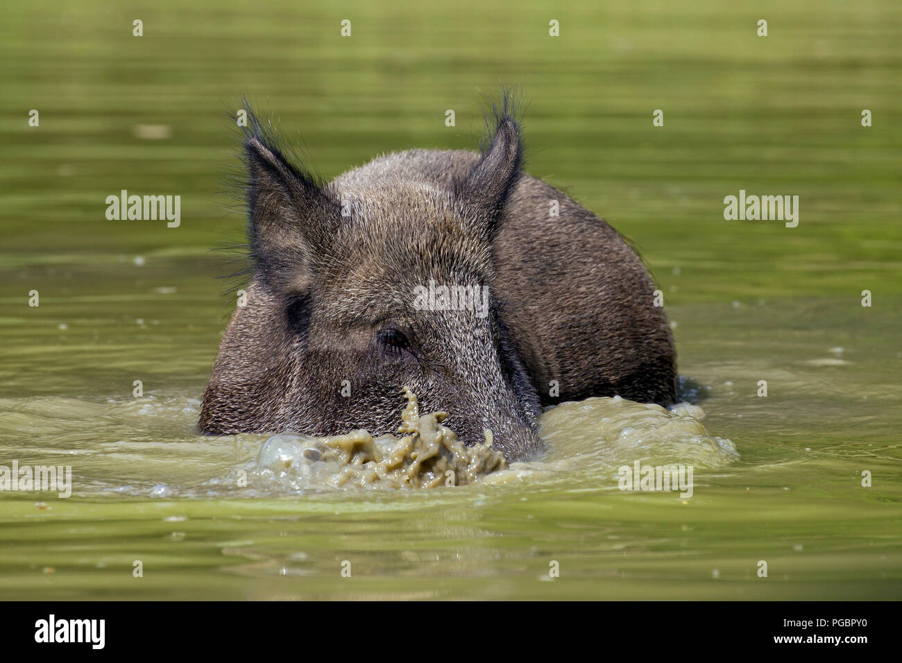Wild boar (Sus scrofa) sow wallowing in muddy water of pool in summer ...