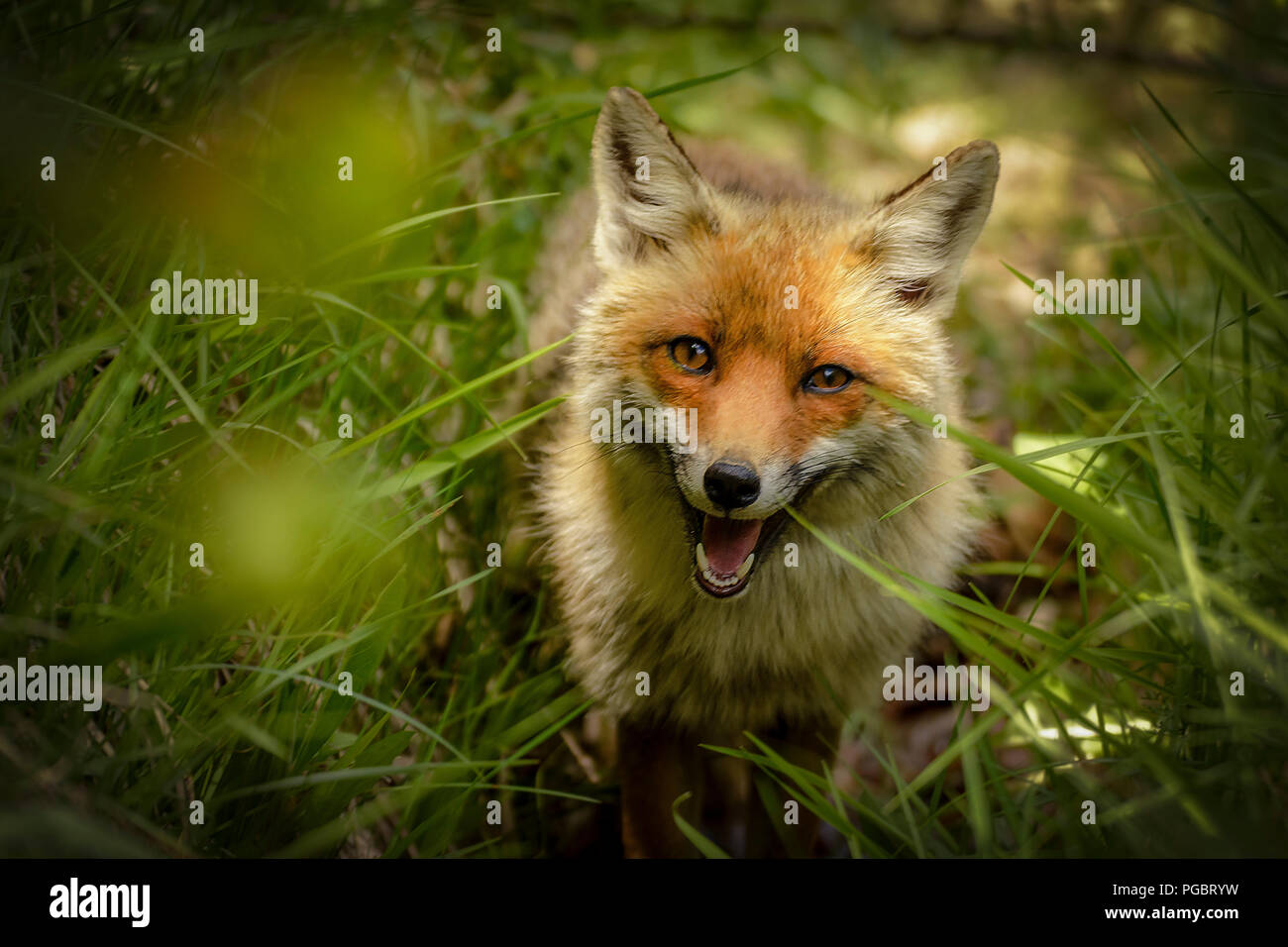 Cartoon hungry fox hi-res stock photography and images - Alamy
